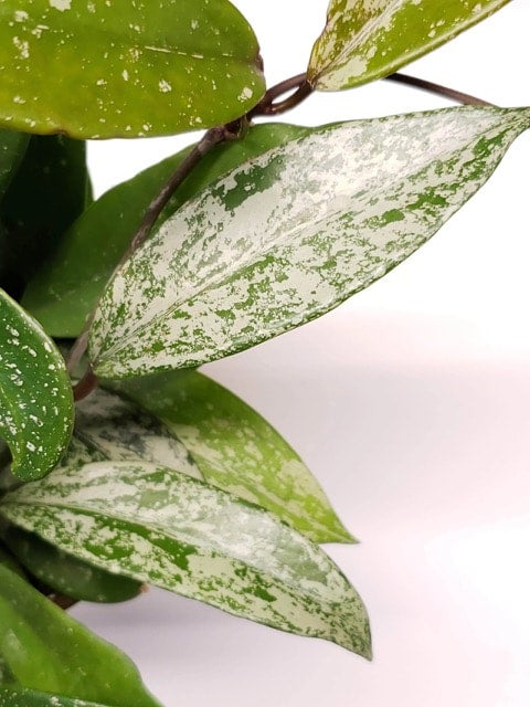 Shop All The Wicked Botanist