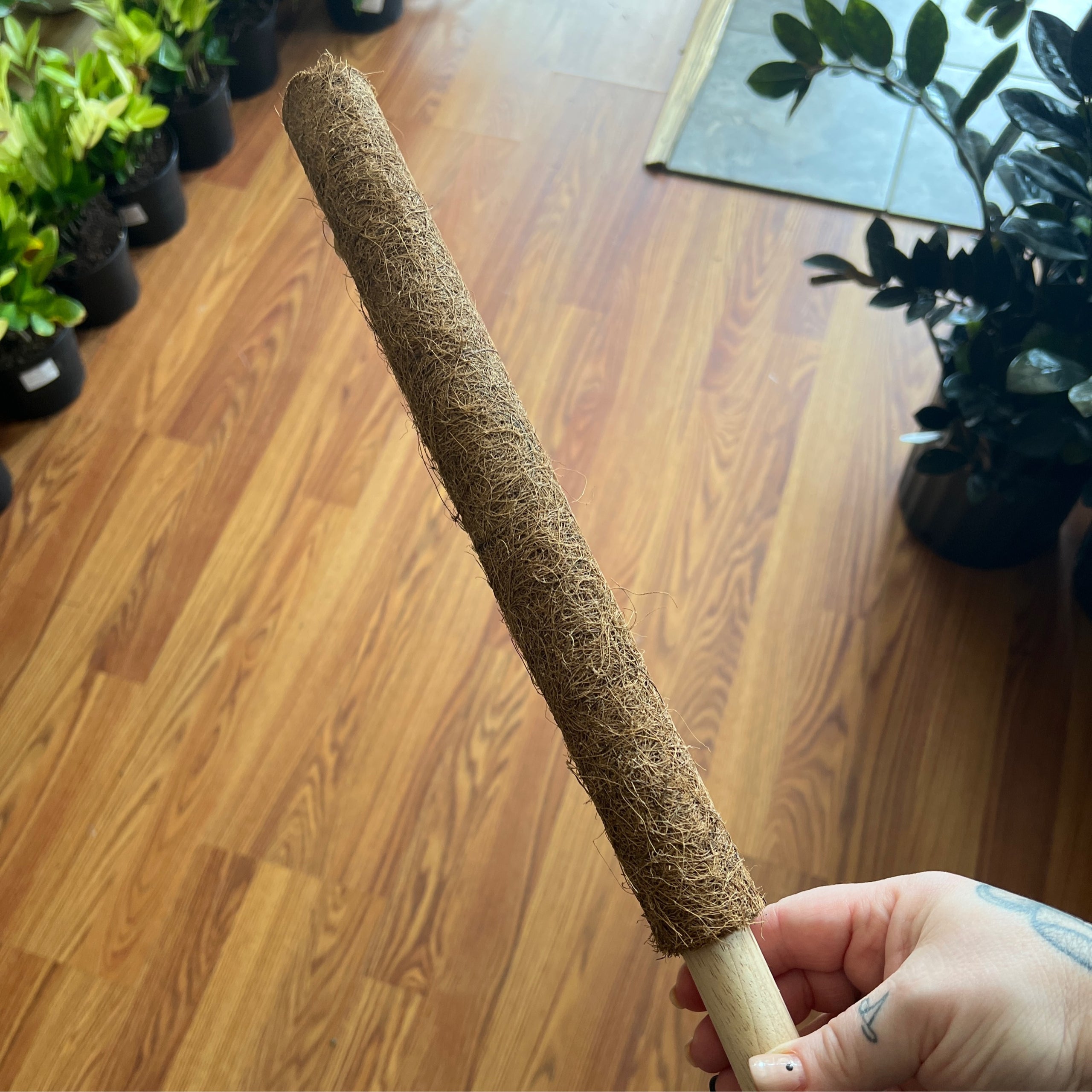 Moss Pole | The Wicked Botanist
