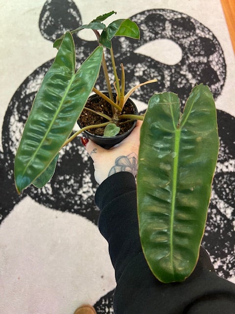 Philodendron Billietae | The Wicked Botanist